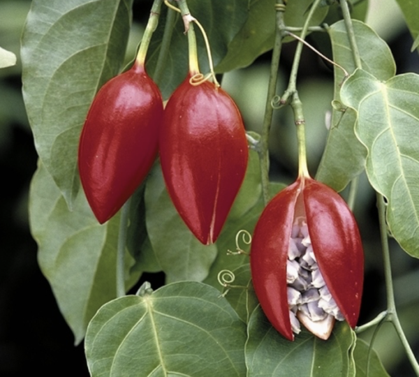 Adenia heterophylla (Lacewing Vine) - Tube Stock - Tree & Arbor Supplies